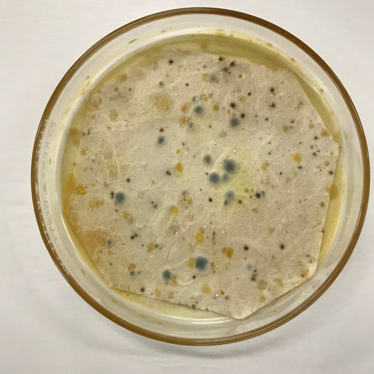 Scatter Surge: Holobiome – Ken Rinaldo